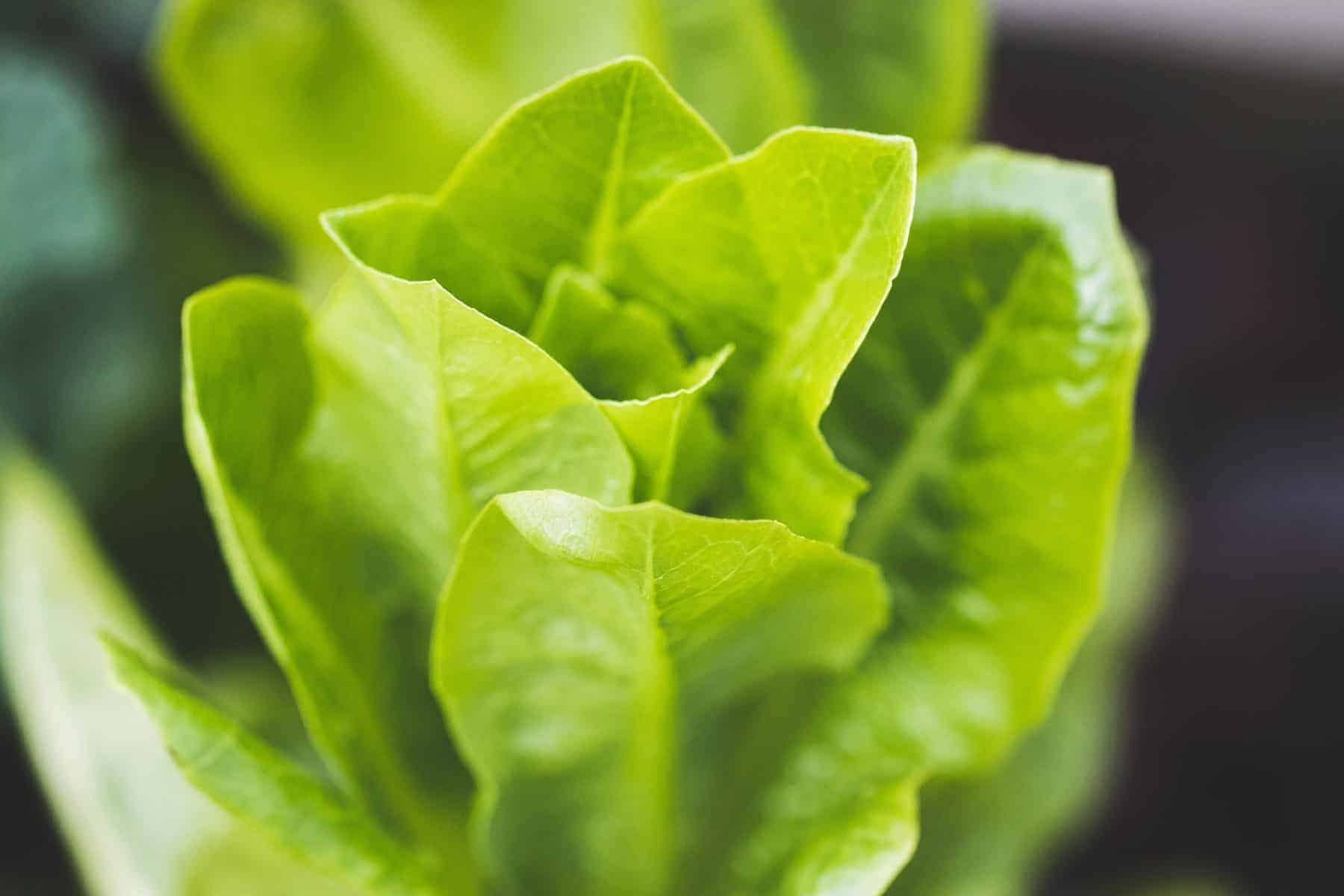 TasteGreatFoodie - The Best Way to Store Lettuce - Healthy Recipes